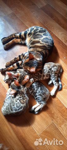Бенгальские котята продажа