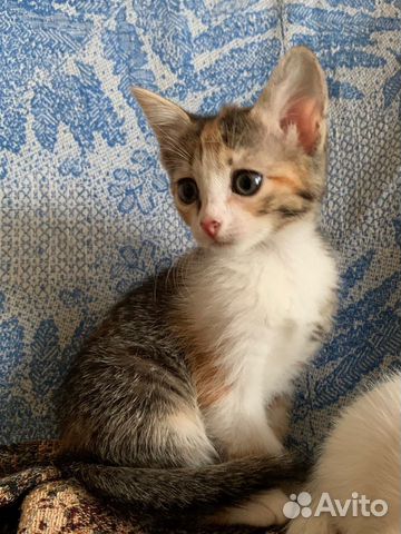 Котята в добрые руки, помесь сфинкса и турецкой ан
