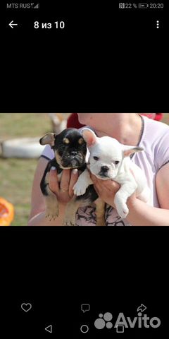 Французы девочки с документами