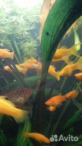Аквариумные рыбки