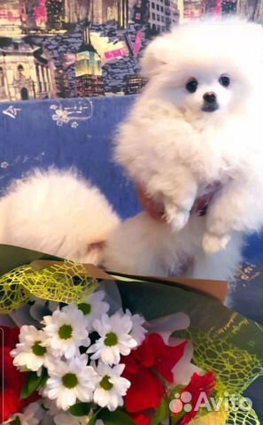 Щенки померанского шпица