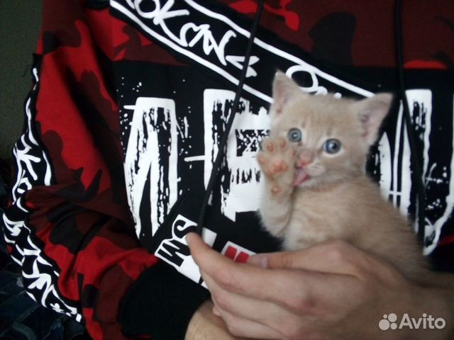 Рыжий котенок в добрые руки