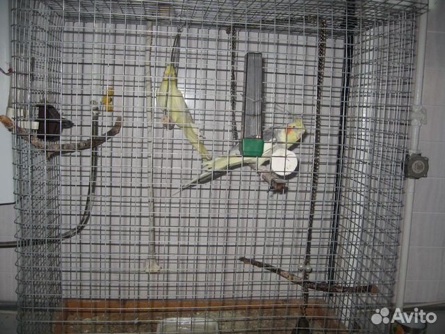 Попугаи карела