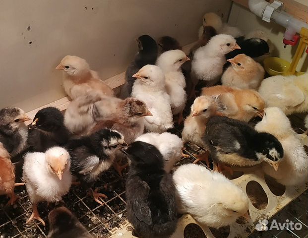 Цыплята домашних кур