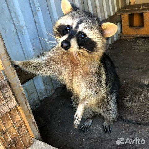 Енот