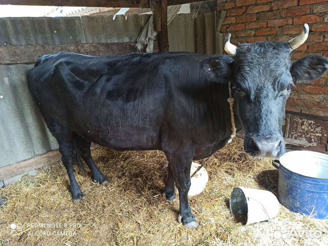 Продается корова