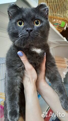 Плюшевый котенька в добрые заботливые руки