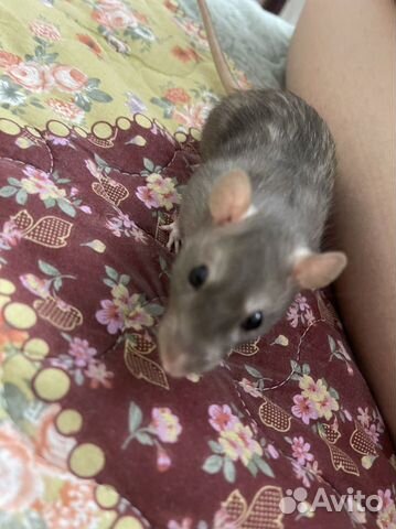 Крыса девочка
