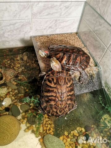 Красноухая черепаха пара