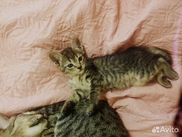 Ориентальный котеночек