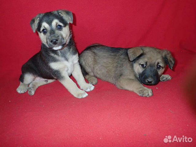 Собака в добрые руки щенок