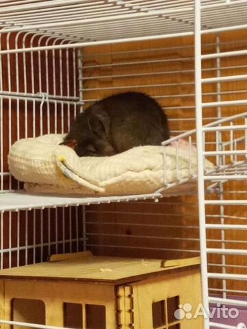 Крыса Дамбо