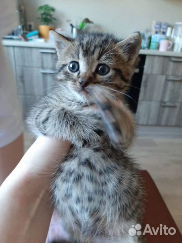 Котенок девочка 5 недель