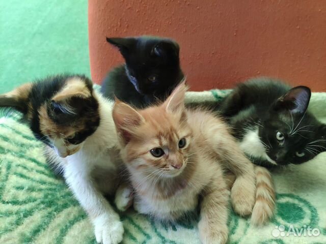 Котята в добрые руки бесплатно