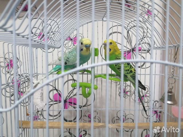 Продам попугаев (самец, самка) с клеткой