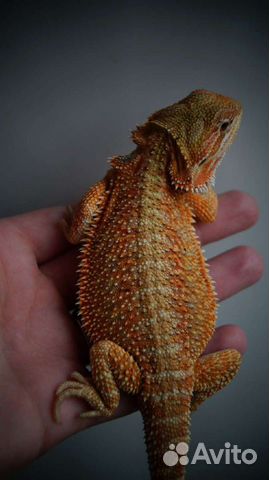 Бородатая Агама