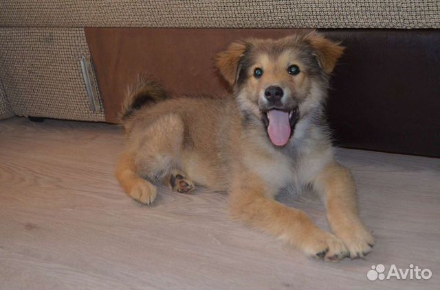 Филя ищет дом