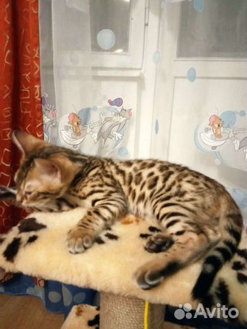 Бенгальская