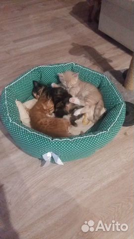 Котята