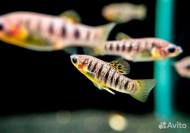 Лимия черноволосая рыбка