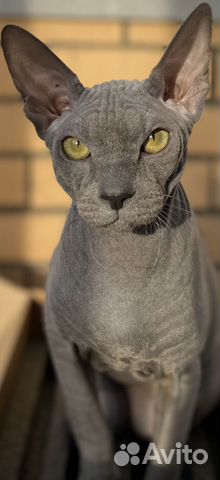 Вязка сфинкс