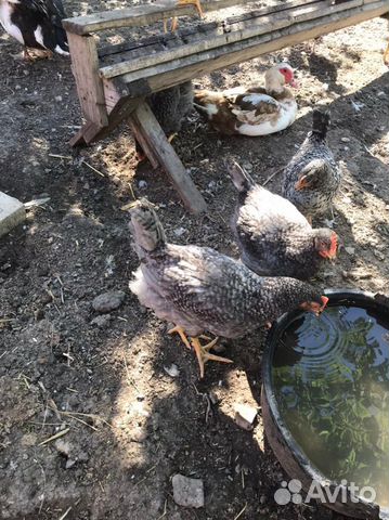 Петушки доминанты и индоутки