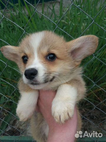 Вельш-корги пемброк