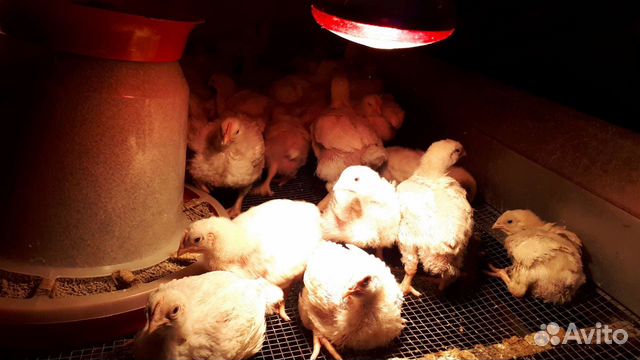 Цыплята бройлера 21 день
