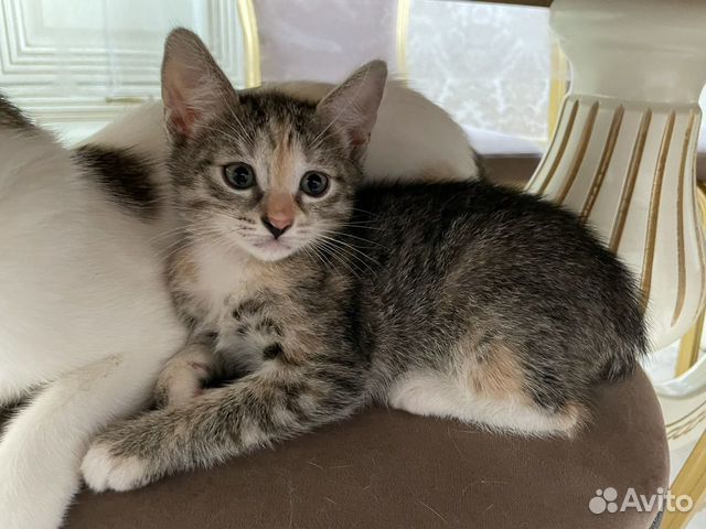 Котенок девочка 1,5 м