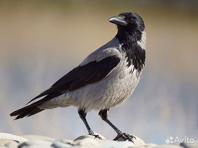 Домашняя ворона ищет дом