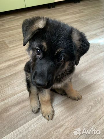 Щенок немецкой овчарки