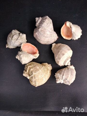 Рапаны для поделок