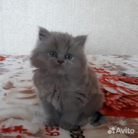 Курносики мишутки шотл,хайленд