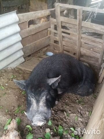 Вьетнамский хряк