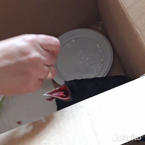 Птенец вороны