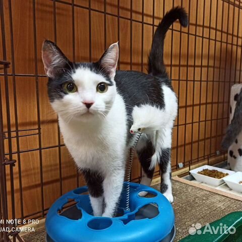 Котенок девочка Белка ищет дом