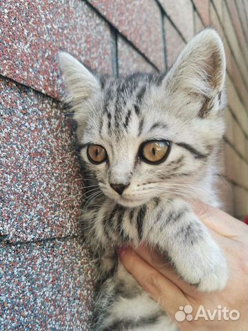 Вискас котенок 2.5мес