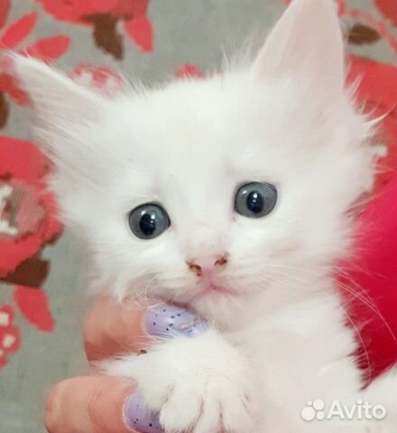 Отдам котенка кошечку, 1.5 месяца