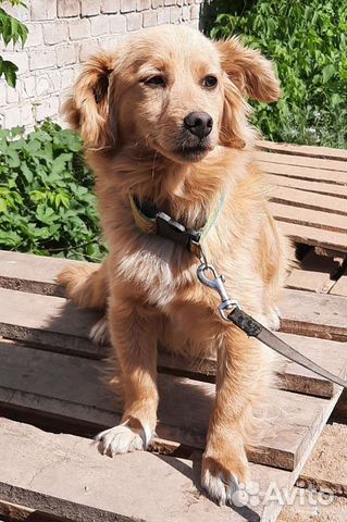 Санни солнечный мальчик в добрые руки