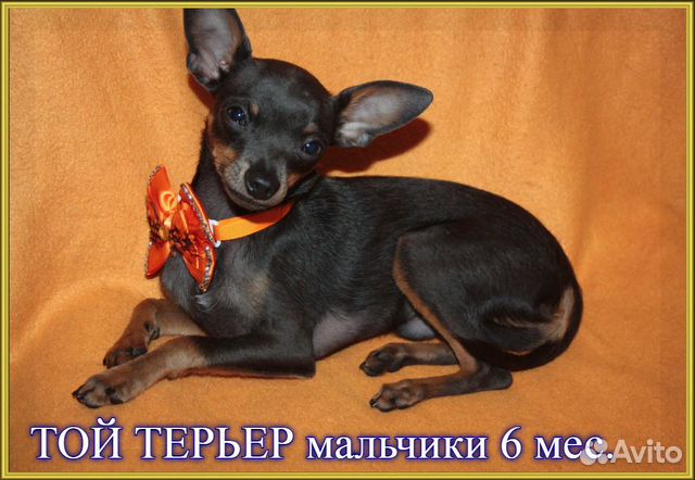 Красавчики мальчишки тойчики маленького размера