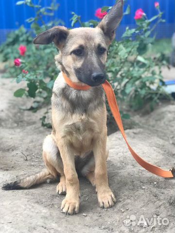 Ищет дом щенок не крупной Собачки Лили