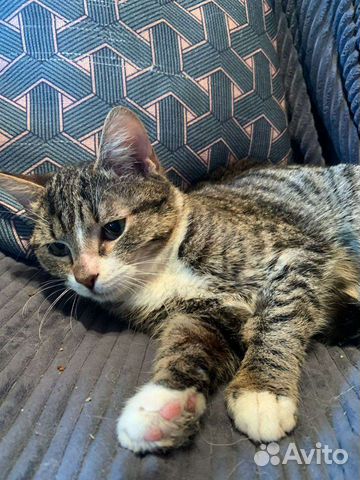 Котик Вася в добрые руки