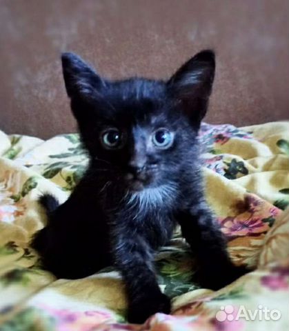 Очаровательный домашний котёнок