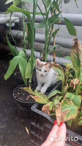 Кошечка 1,5 мес