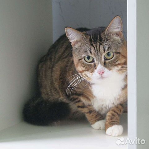 Кот Барсик ищет дом