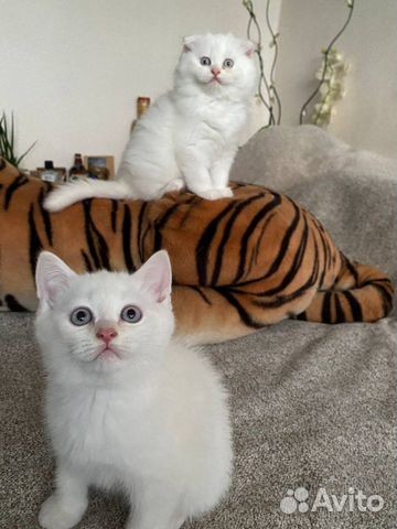 Британская
