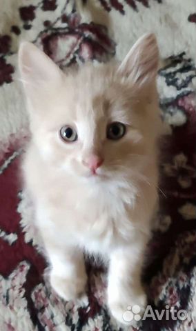 Кошки в добрые руки бесплатно, оба кота. Котятам п