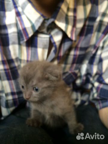 Шотландская вислоухая кошечка