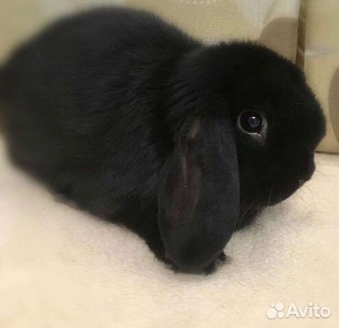 Декоративные кролики вислоухие