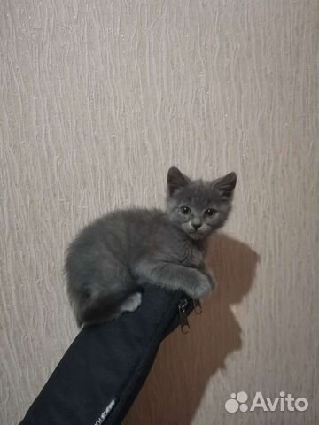 Эксклюзивные котята